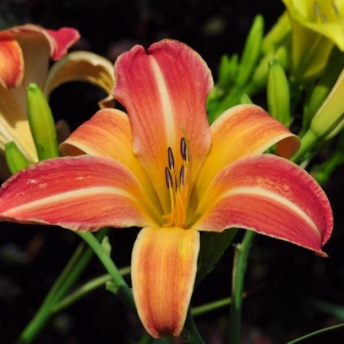 Hyperion - The Creekside Cook